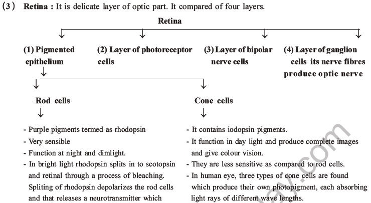 NEET Biology Neural Control and Coordination MCQs Set A with Answers